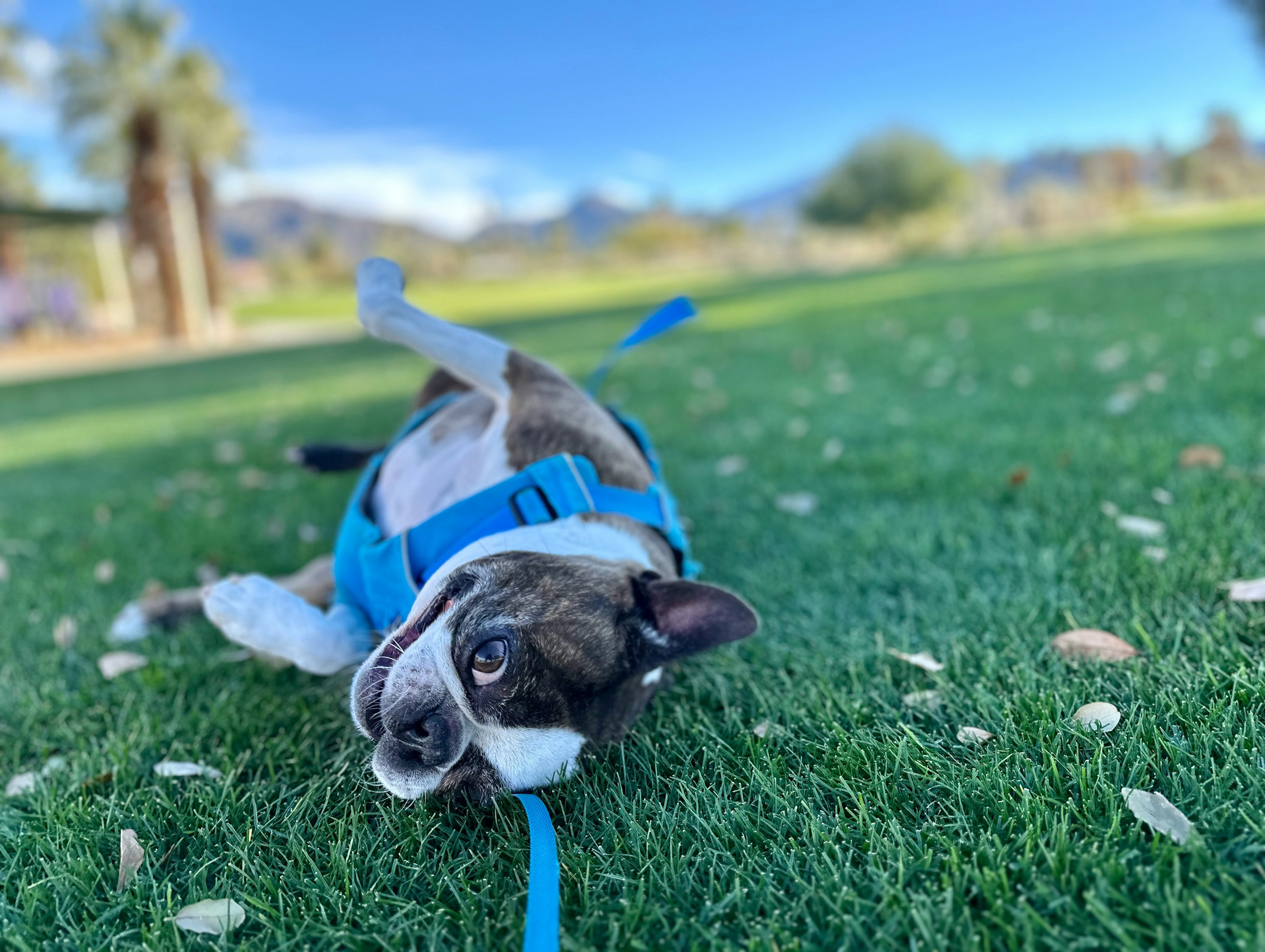 🐾 Las Vegas to Palm Desert: The Ultimate Dog-Friendly Road Trip Escape ...